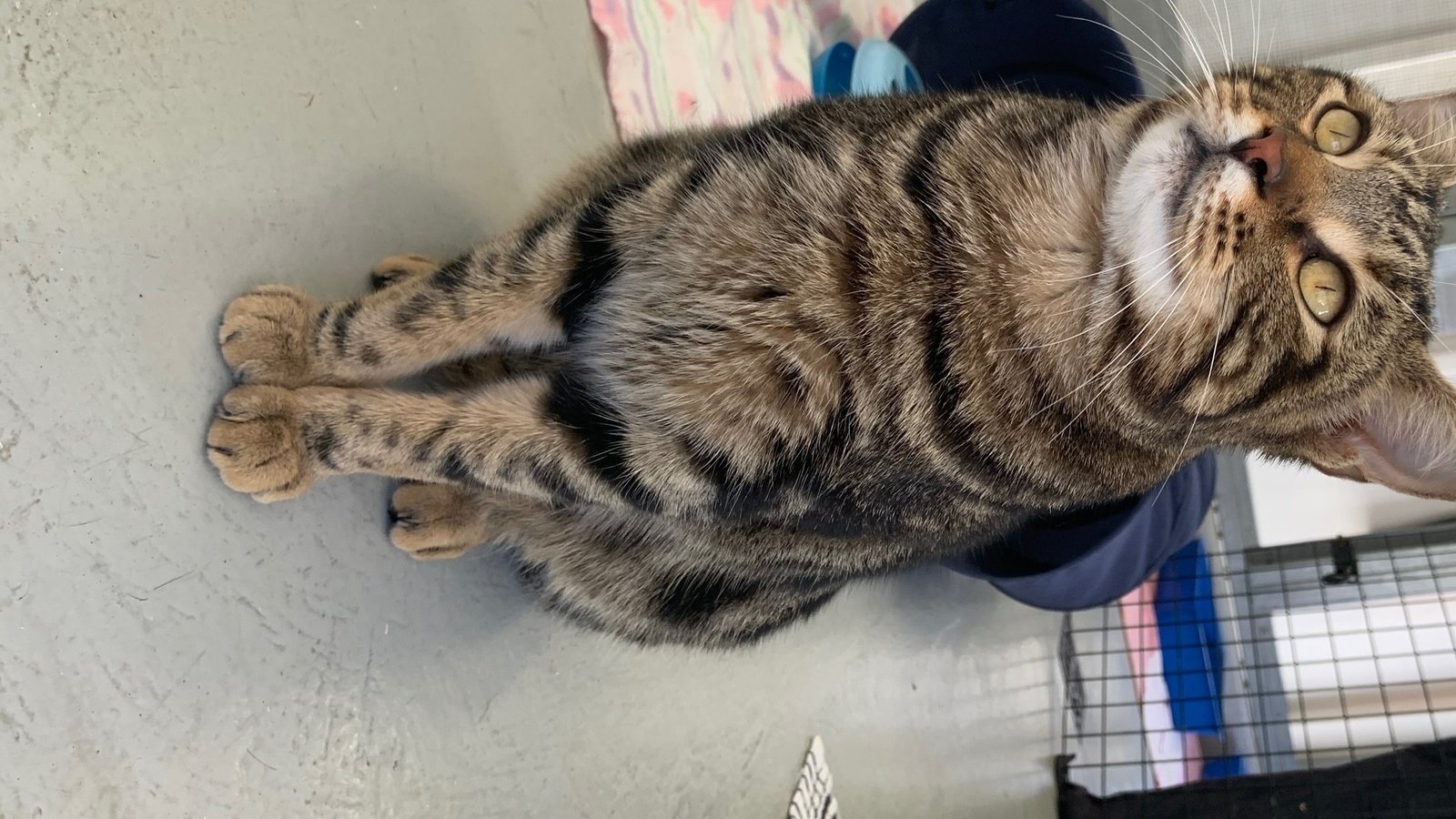 Petition · Help shae convince dad to buy a rspca kitty! - Australia ...