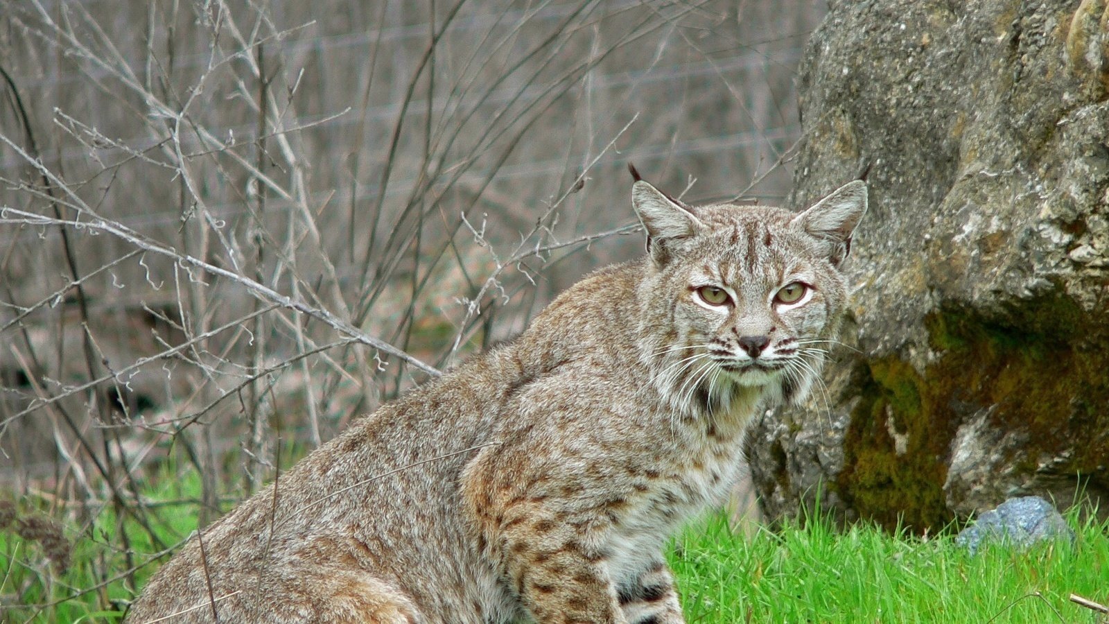 Petition · Change the JBU mascot from the Golden Eagles to the Bobcats ...