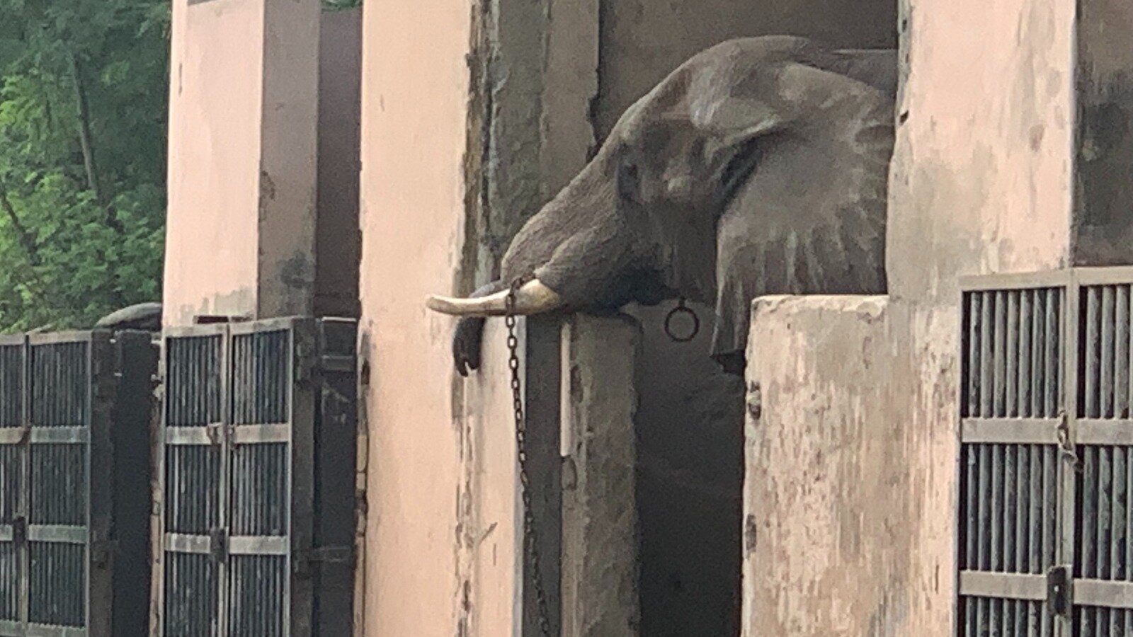 Petition update · Concerns Arise Over Chained African Elephant at Delhi ...