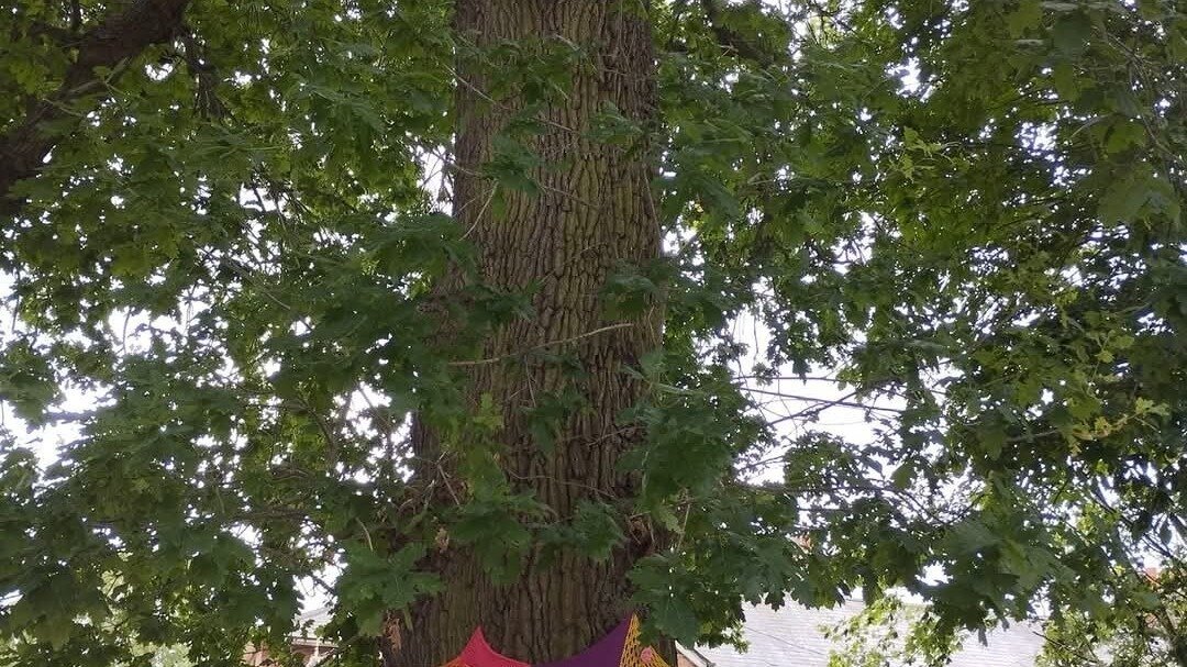 Petition · Save Wivenhoe's Old King George Oak Tree - Wivenhoe, United ...