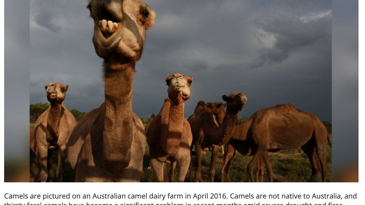 Petition · Save the camels in Australia - Australia · Change.org