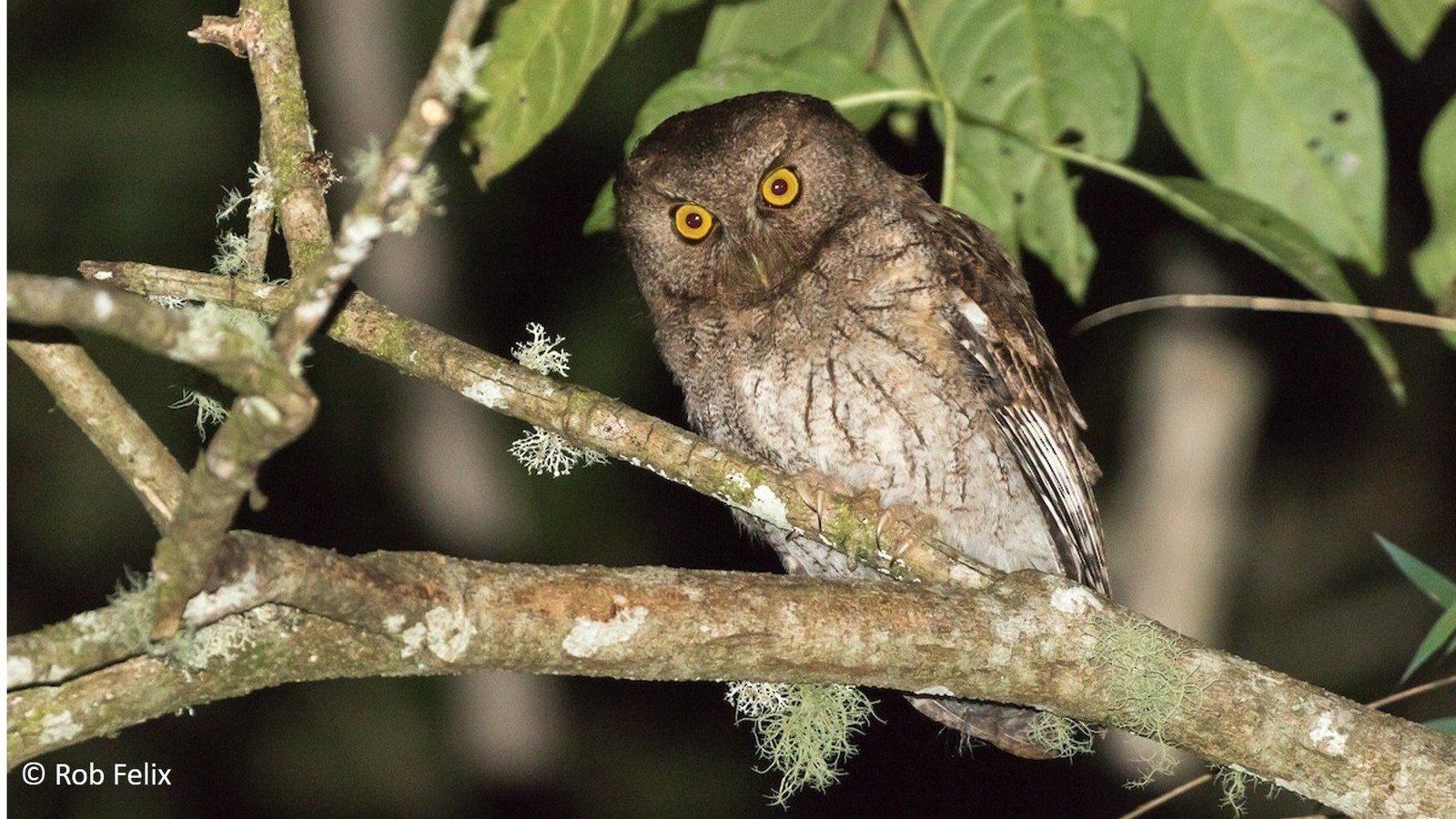 Petición · eBird: Agreguen a *Megascops gilesi* como una especie de ave ...