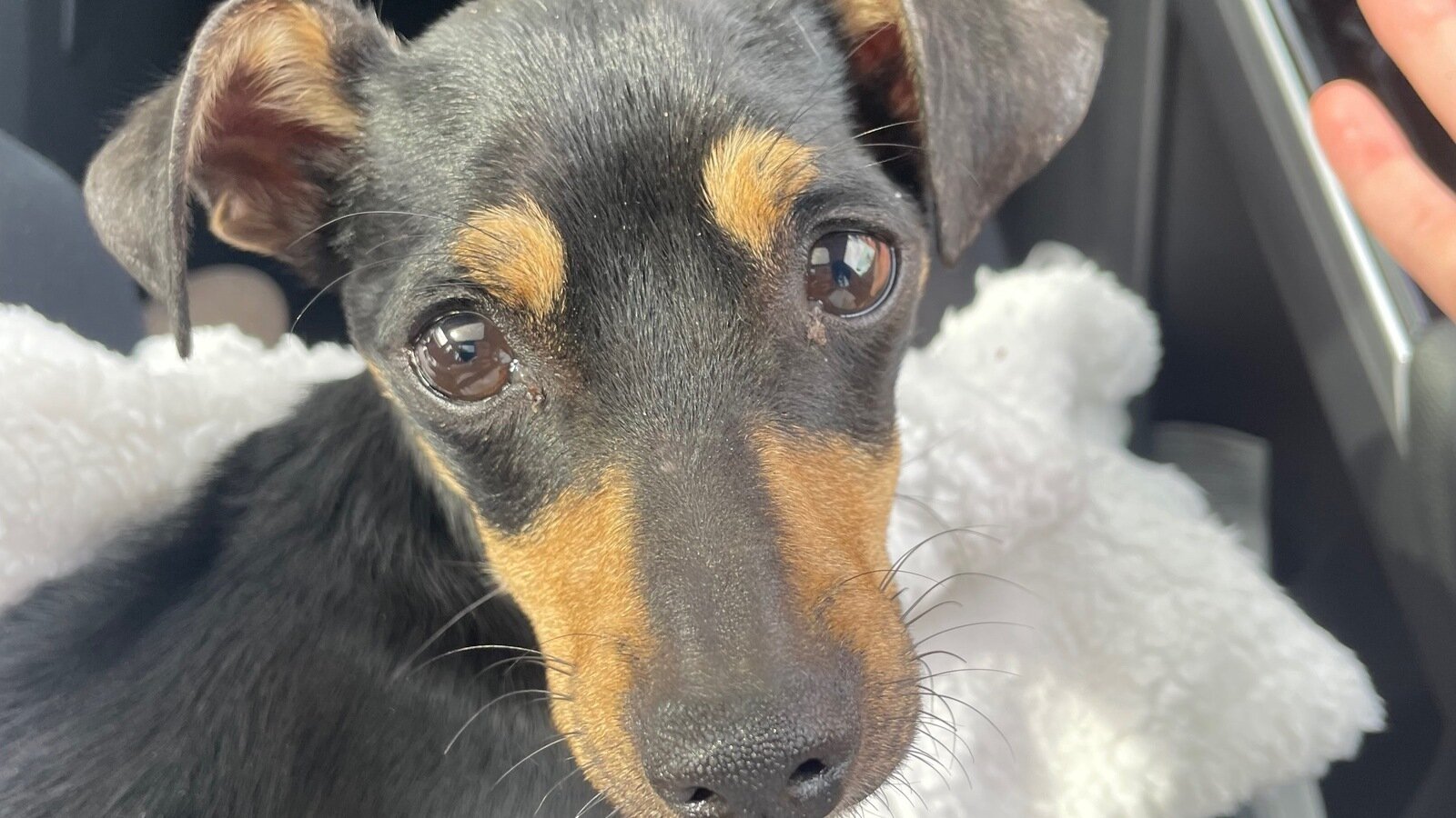 Petition · Keep Franklin with Kayley - United States · Change.org