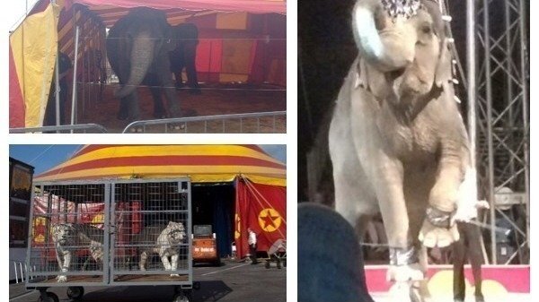 Petition · Ban animals in circuses in Canada - Canada · Change.org