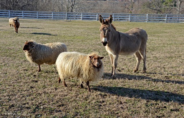 Petition · Save and Protect Animals from Government Abuse - Petersburg ...