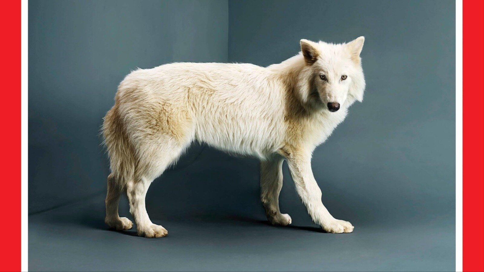 Petition · Revise the Scientific Name of Genetically Modified Dire ...