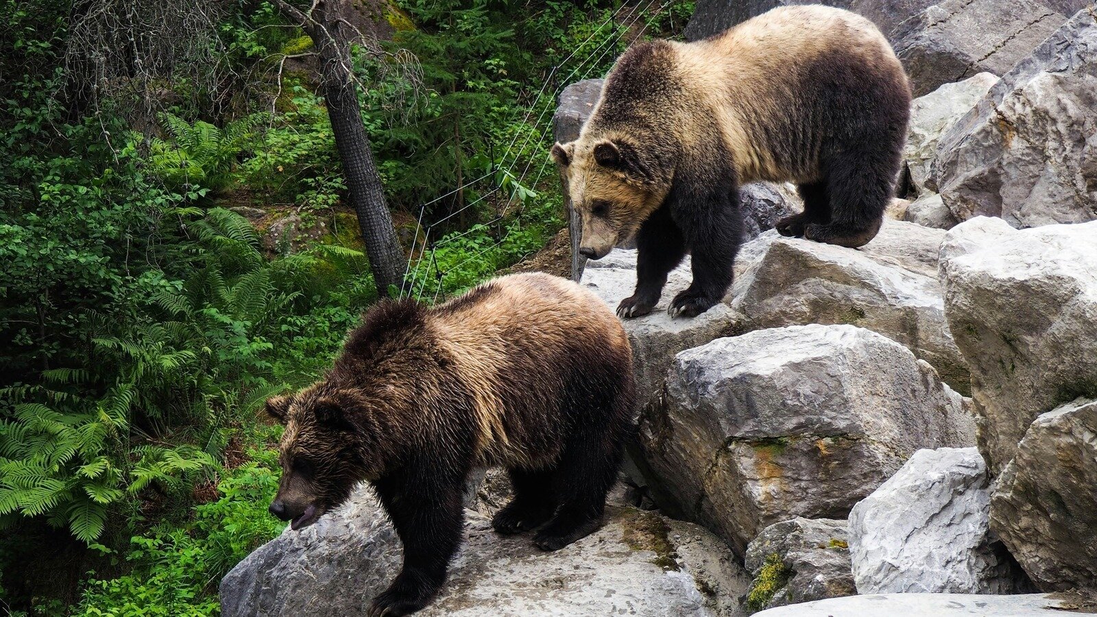 Petition · Lower the Hunting of Wild Bears - Switzerland · Change.org