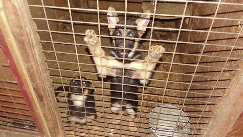 Petition · STOP Backyard Breeding - Over 670,000 dogs are euthanized ...