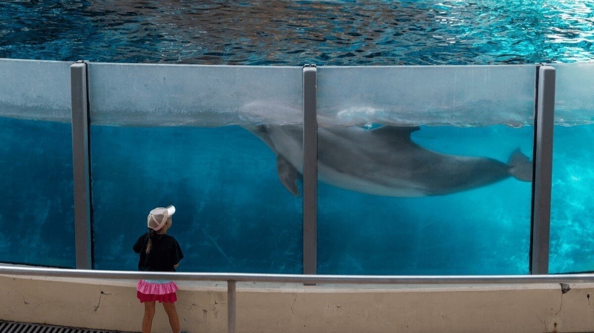 Petition · Capturing Dolphins and Whales for Entertainment is Unethical ...