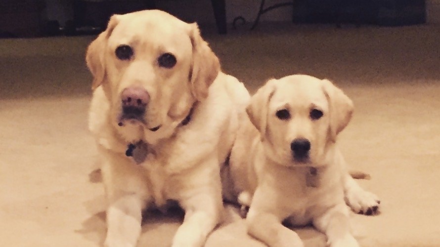 Petition · Stop Selling Poisonous Plants - United States · Change.org