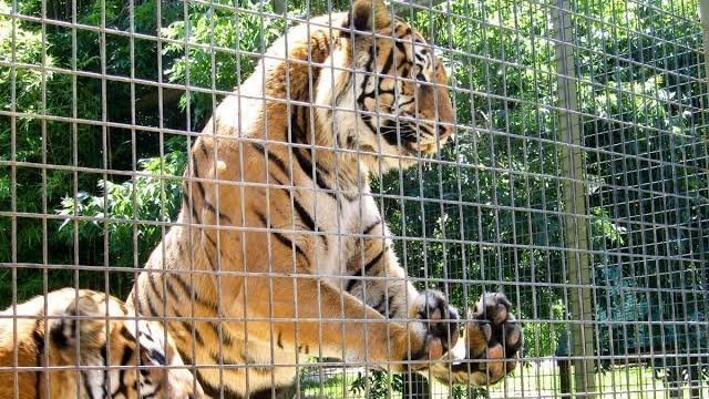 Petition · BAN ZOOS. STOP TORTURING ANIMALS. - India · Change.org