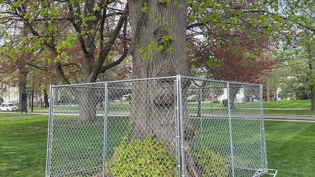 Petition · Save Historic Tree - United States · Change.org