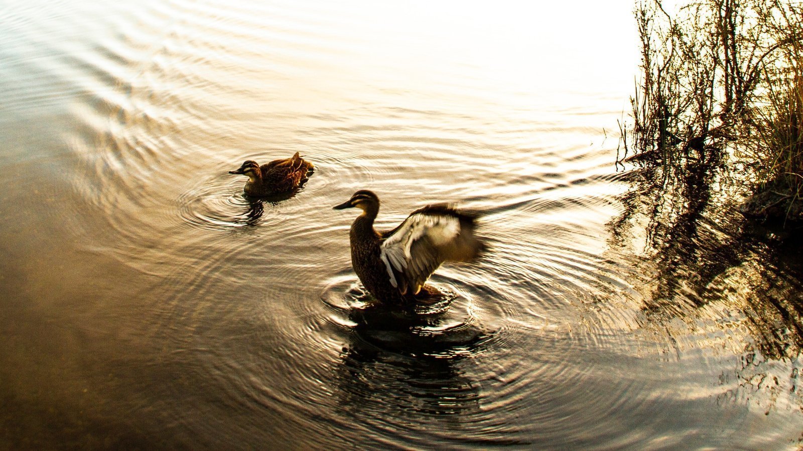 Petition · stop our Minninup Pool from being developed into a tourist ...