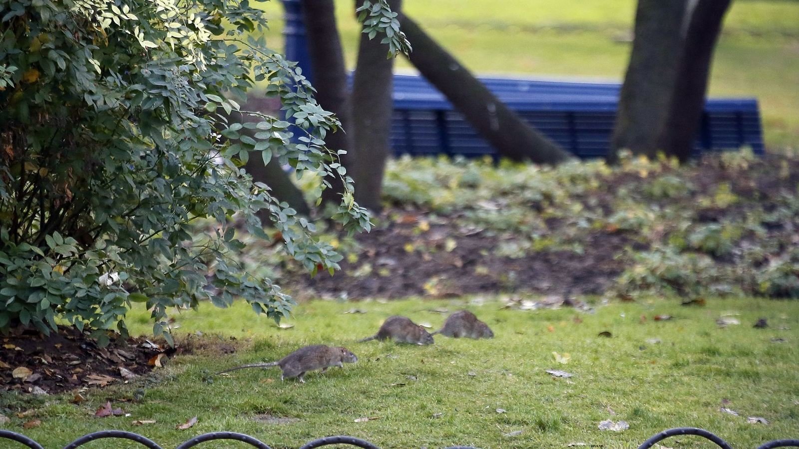 Pétition · AGISSONS contre la prolifération des RATS à PARIS . - Paris ...