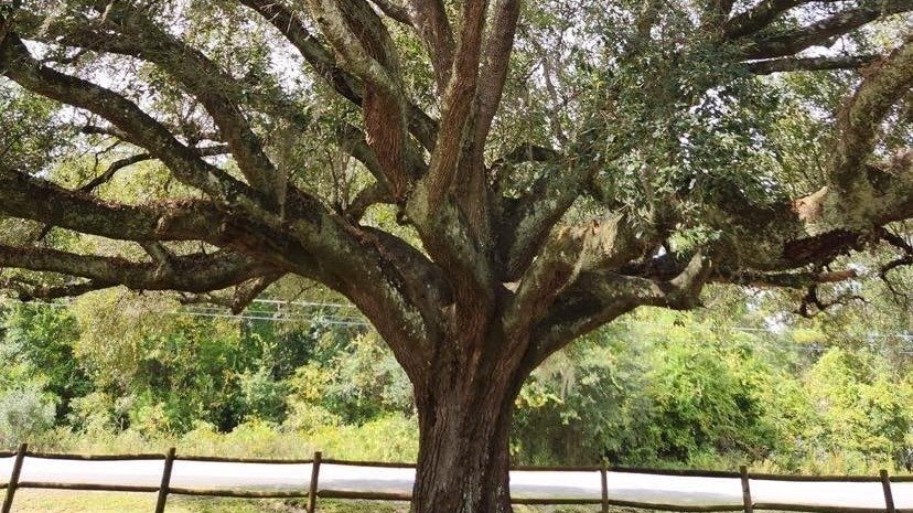 Petition · Fort Braden-Save The Live Oak Tree - United States · Change.org