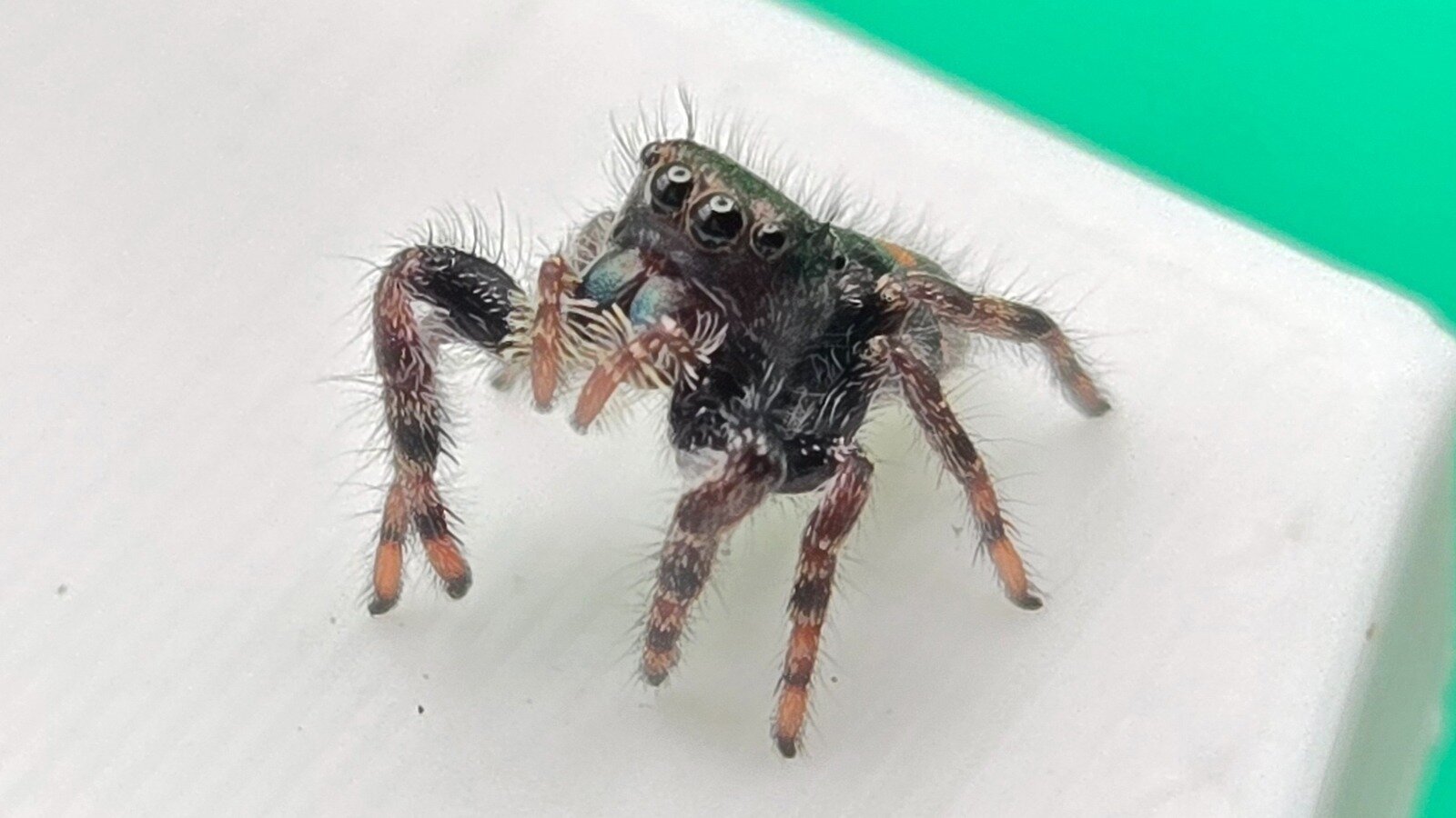 Petition · Save The Jumping Spiders! - United States · Change.org