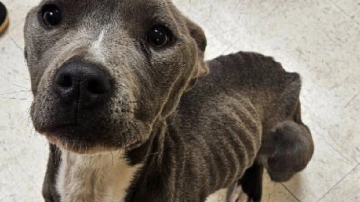 Petition · Petition to Pursue Felony Charges for Animal Cruelty for ...