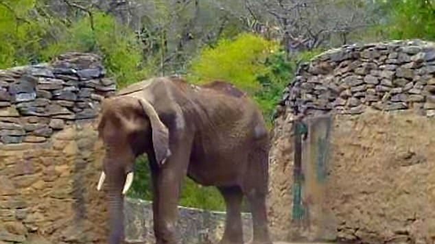 Petition · Help Ruperta, the Elephant. She is starving in Venezuela, in ...