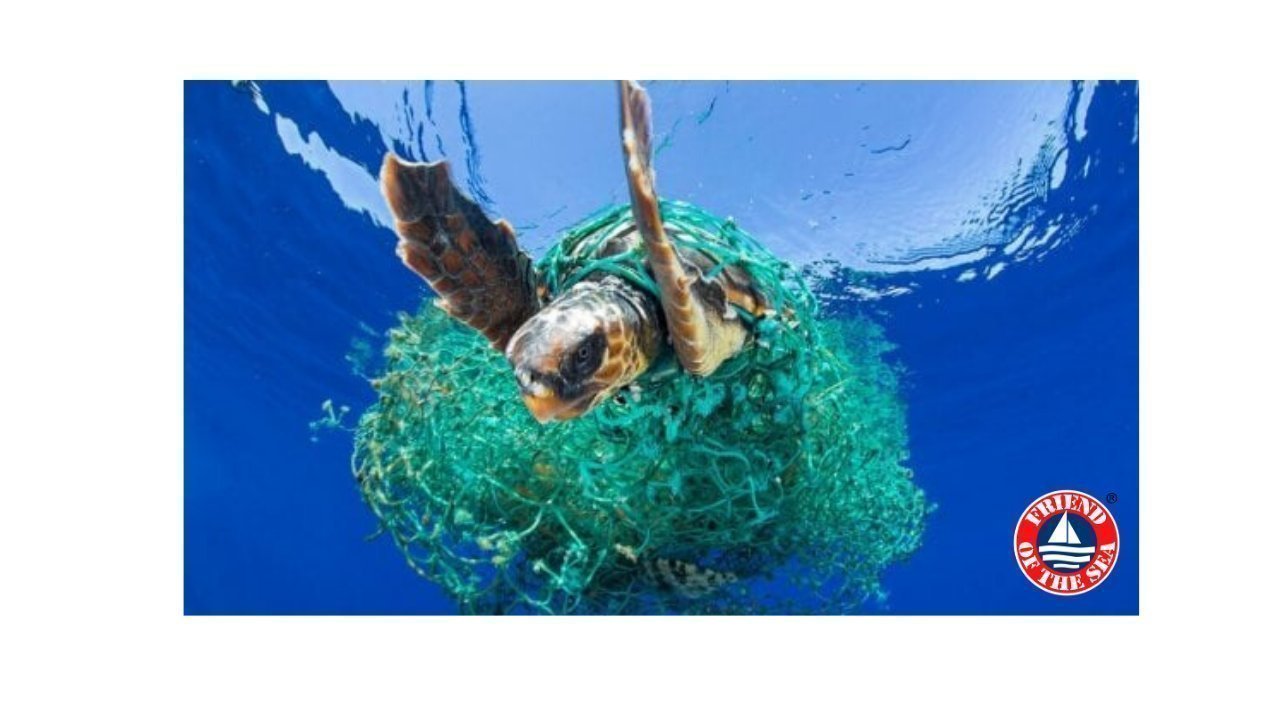 Petition · Make Turtle Excluder Devices (TEDs) and Circle hooks ...