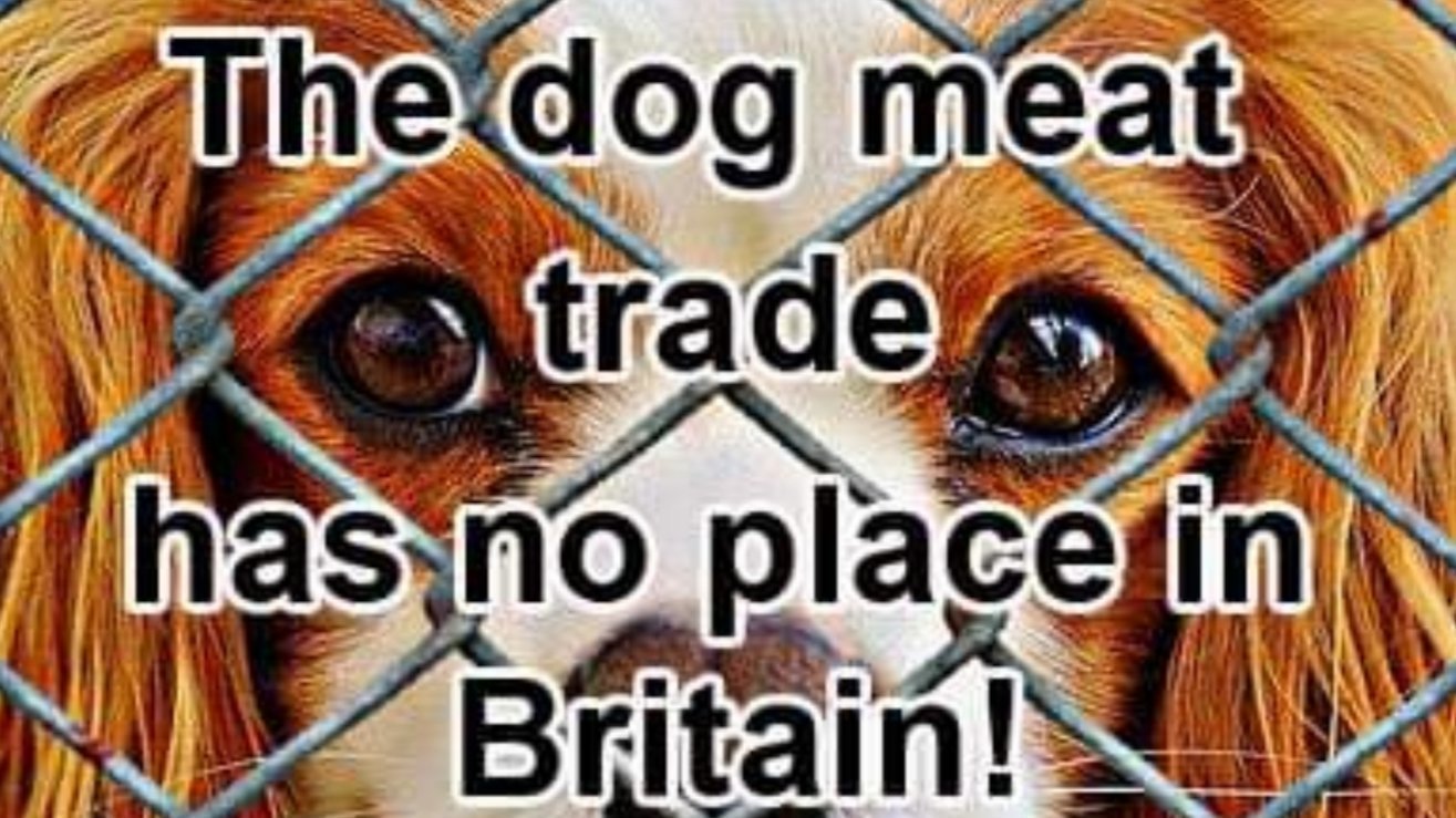 Petition · Ban cat and dog meat in the UK - United Kingdom · Change.org