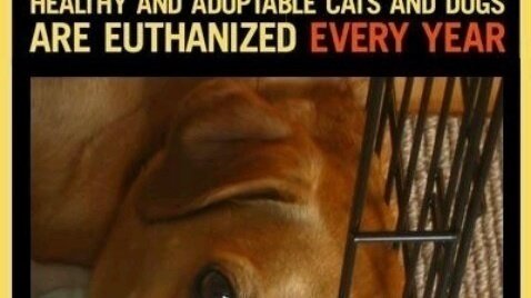 Petition · Prevent the Euthanasia of Animals in Shelters - United ...