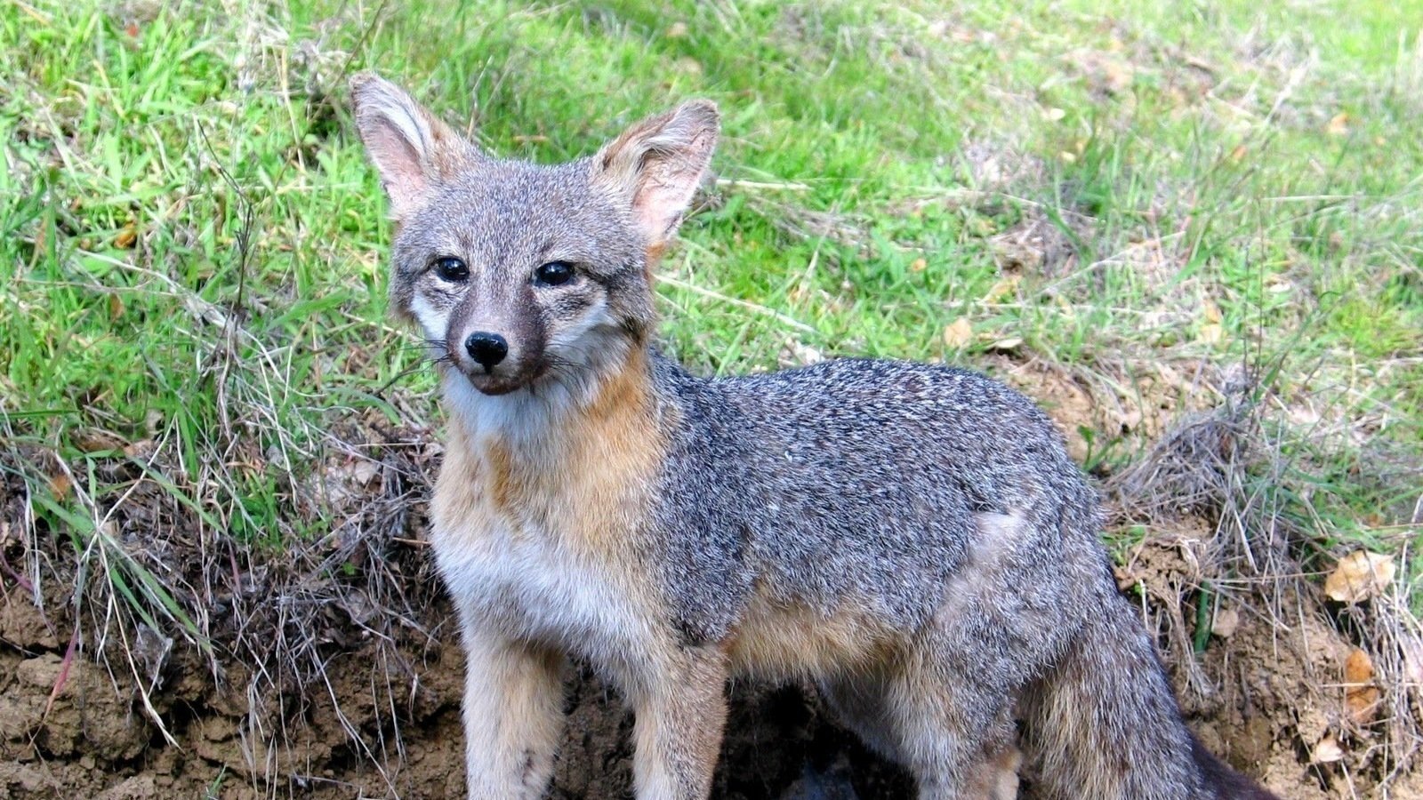 Endangered Fox