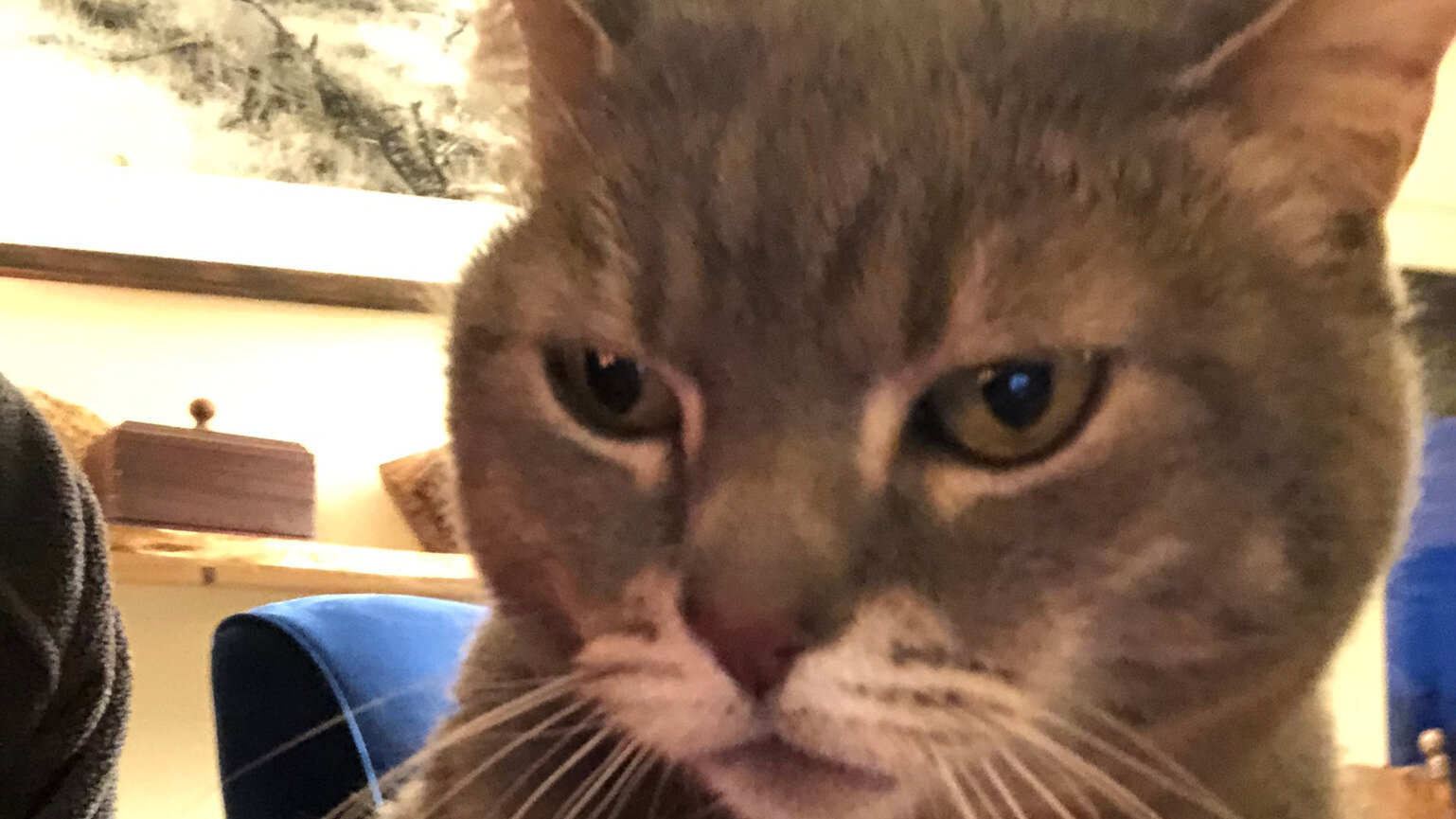 Petition · Secure a Designated Spot for Twinkle the Cat in Our Bed ...