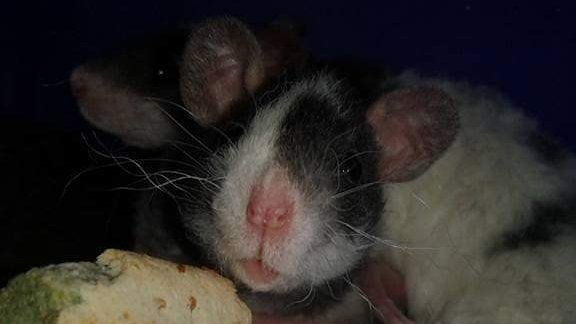 Petition · Let Jess Have Rats - United States · Change.org