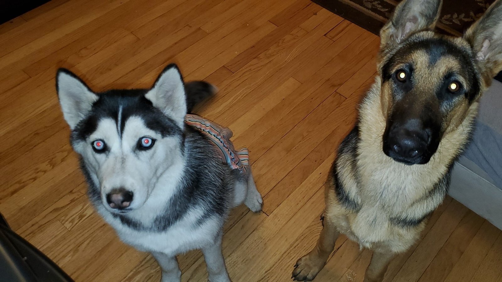 Petition · Justice for our dogs - United States · Change.org