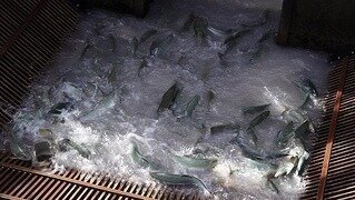 Petition · Remove the Round Lake Dam - Save the Salmon - United States ...