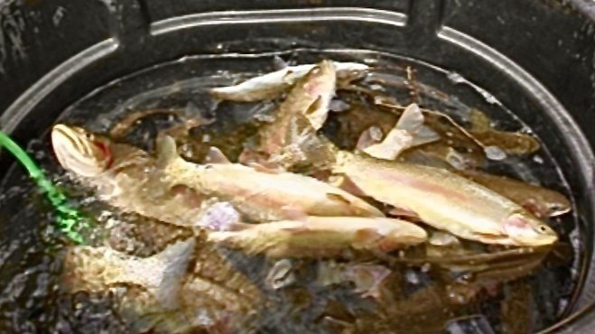 Petition · Stop Idaho Fish&Game Electrofishing removal of Wild South ...