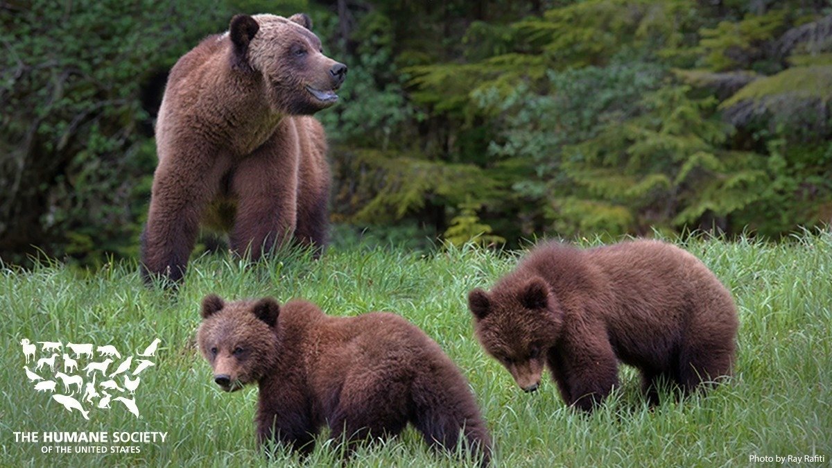 Petition · Help Protect Wildlife on National Wildlife Refuges in Alaska ...