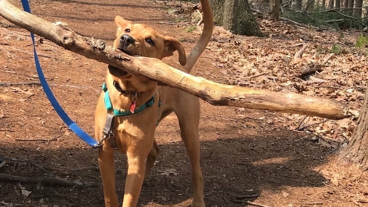 Petition · Dog Parks in Forgotten Boston Neighborhoods - Boston, United ...