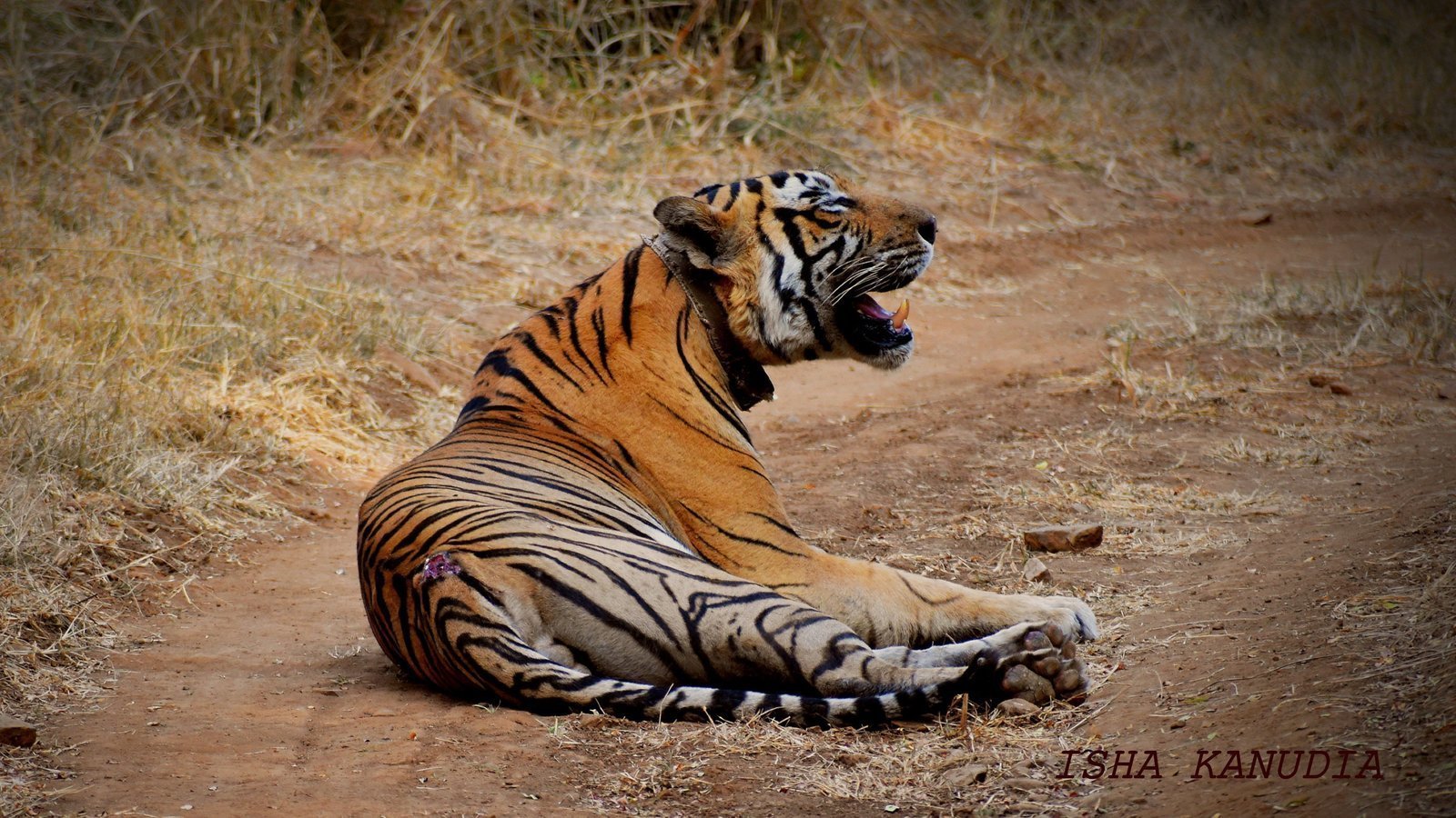 Petition · Let's Bring Back our Tigers - India · Change.org