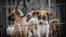 Petition · Ban Animal cruelty and save the animals - Kuwait · Change.org