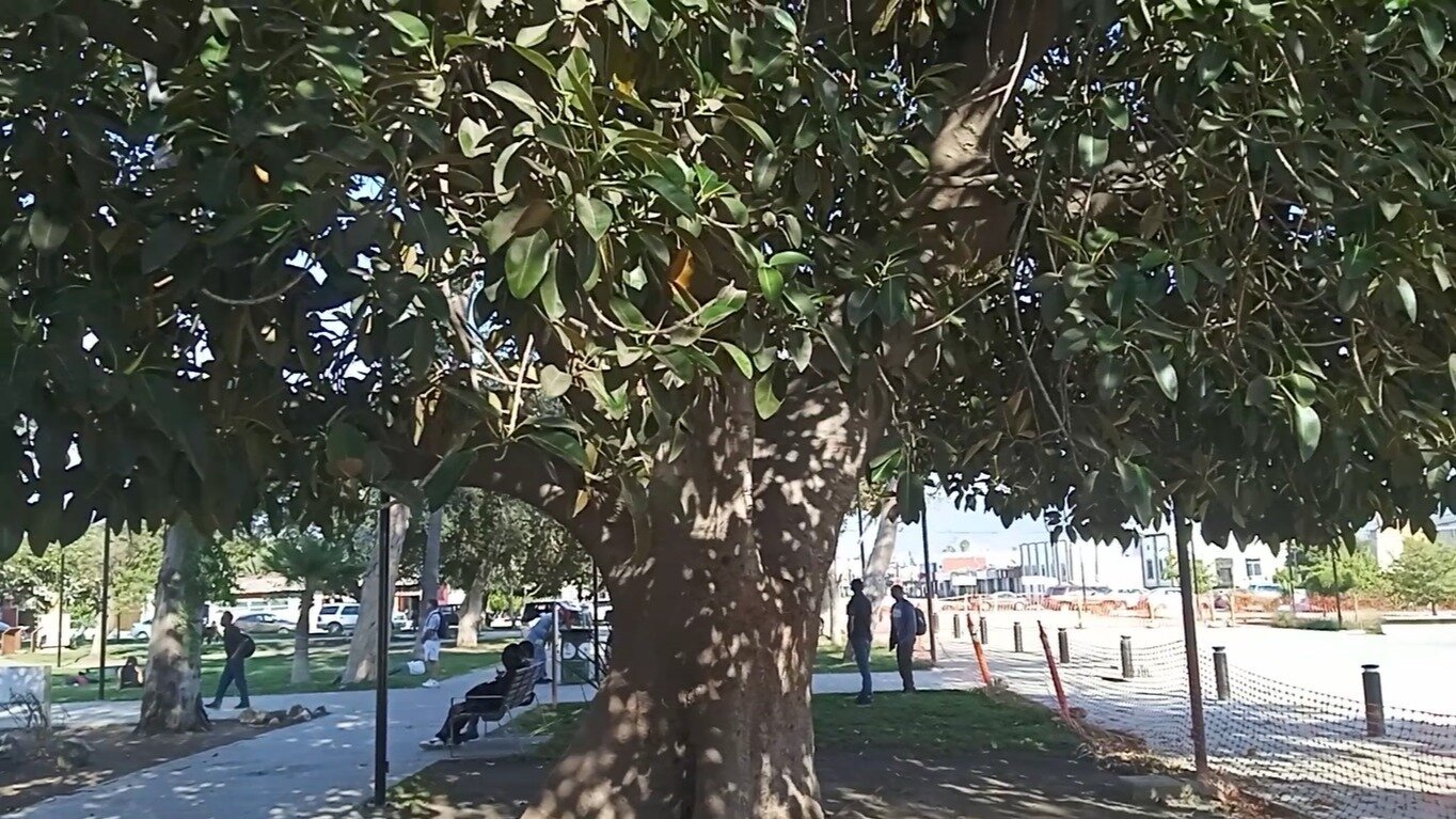 Petición · Protejamos al centenario árbol de hule del parque revolución ...