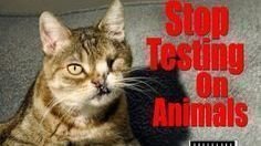 Petition · Stop Animal Testing With Mac Cosmetics. - New York, United ...