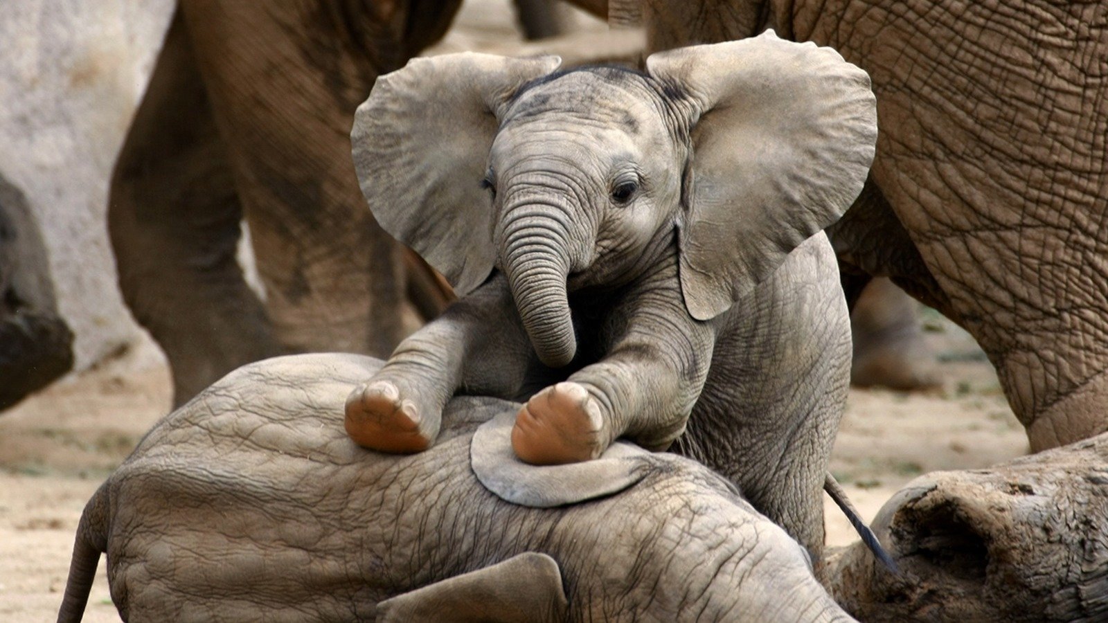 Petition · help the elephant - United States · Change.org