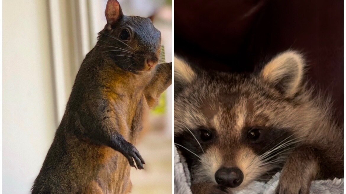 Petition · Demand the Return of Peanut and Fred’s Bodies from NYDEC ...