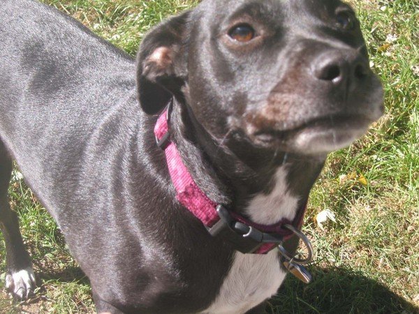 Petition · Don't Let Dogs Continue to Die - Get Skeldon Out of Office ...