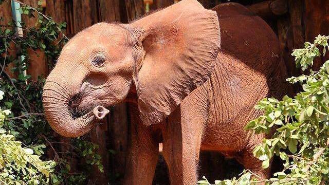 Petition · Stop the U.S. government legalising trade in ivory and ...