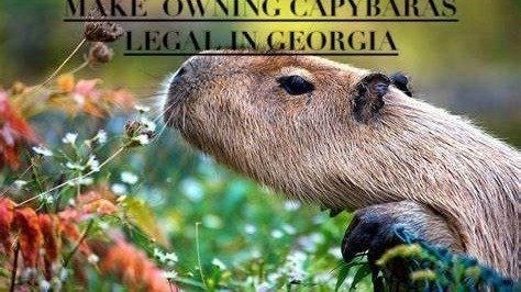 Petition · Make it Legal to own a capybara in Georgia - United States ...