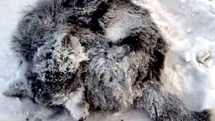 Petition · Animal cruelty due to lengthy times outside during harsh ...