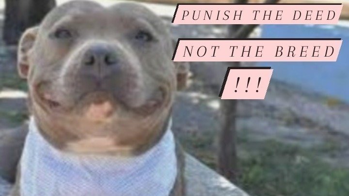 Petition · Pit Bulls Are Not The Problem....Humans Are! Save Pit Bulls ...