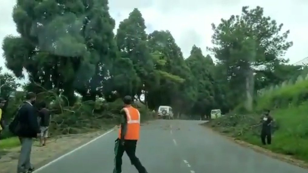 Petition · Save the iconic pine trees of upper Shillong - Shillong ...
