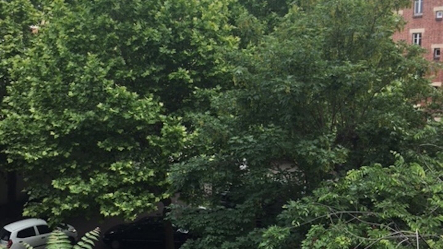 Pétition · Non à l'abattage de 13 platanes rue des bourguignons à ...