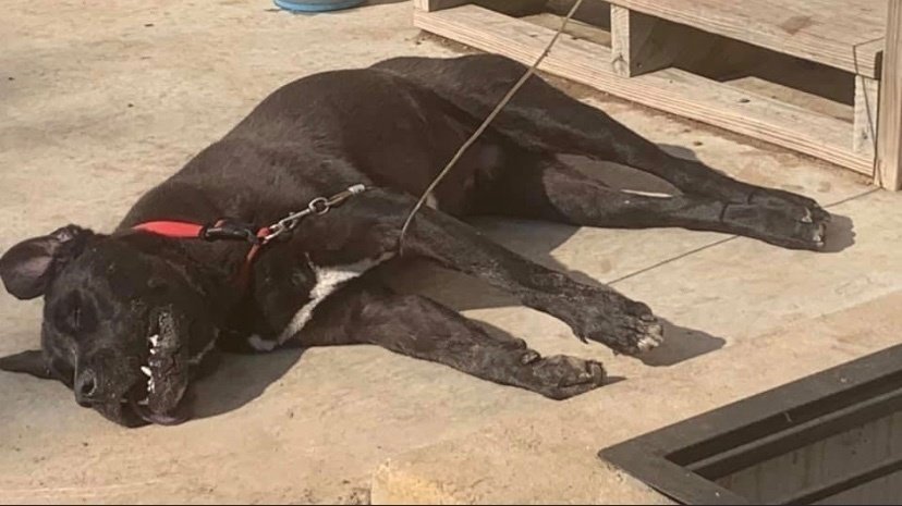 Petition · Prosecution for Animal Neglect - United States · Change.org