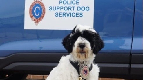 Petition · Bring back Stella. We need her in our community! - Canada ...