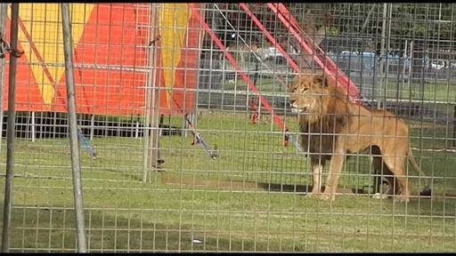 Petition · Stop animal performances at the stardust circus - Australia ...