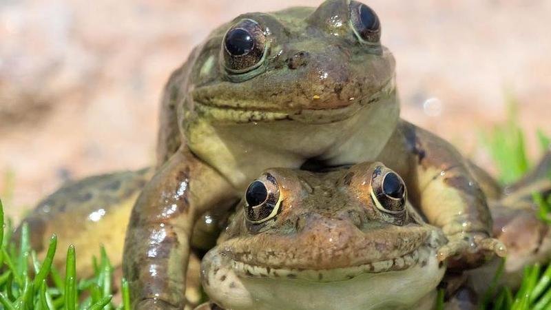 Petition · Save The Frogs · Change.org